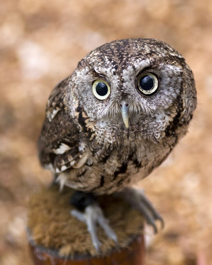 Angry Screech Owl stock photo. Image of behavior, territorial - 13853448