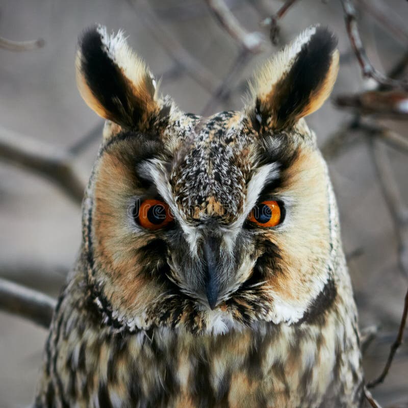 Screech-owl portrait. stock image. Image of closeup, conservation ...