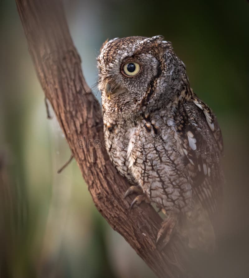 A screech owl in Florida stock image. Image of burrowing - 162998391