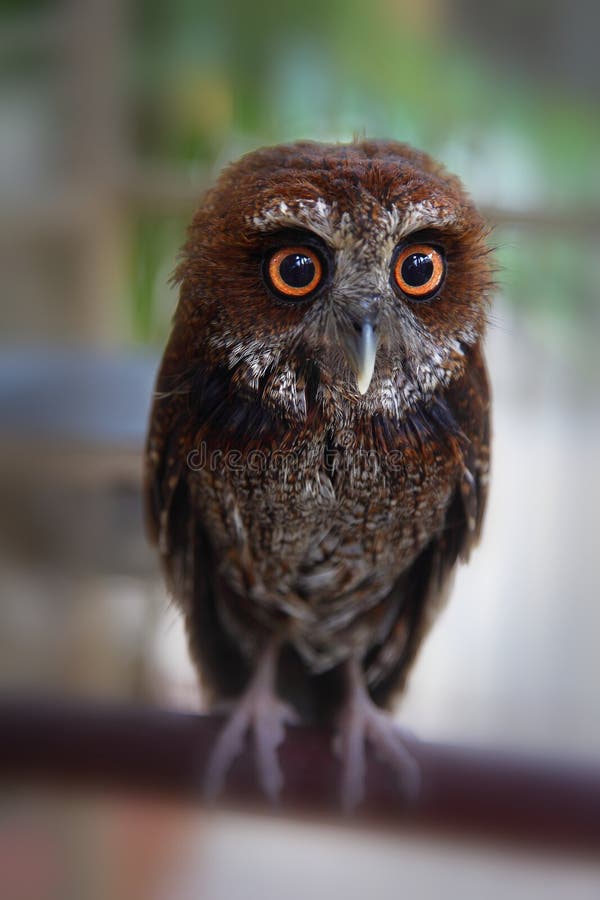 Screech Owl stock photo. Image of elyunque, tropical - 90951434