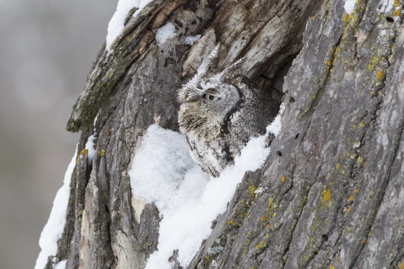 Screech Owl Sitting Inside Tree Hole Stock Photo - Image of forest ...