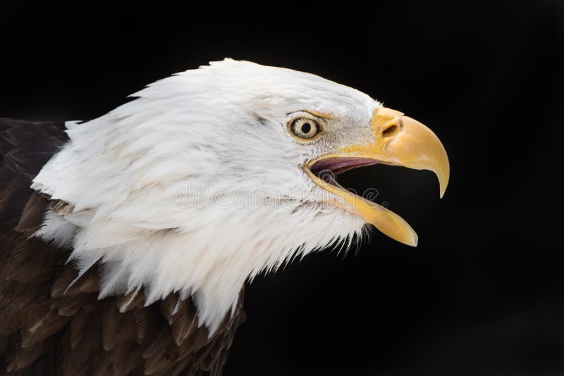 Screeching Eagle stock image. Image of bald, williams - 51993023