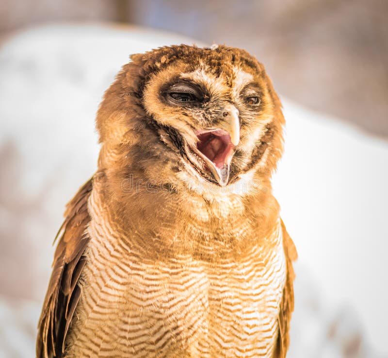 Screeching Owl stock photo. Image of feathers, orange - 51957482