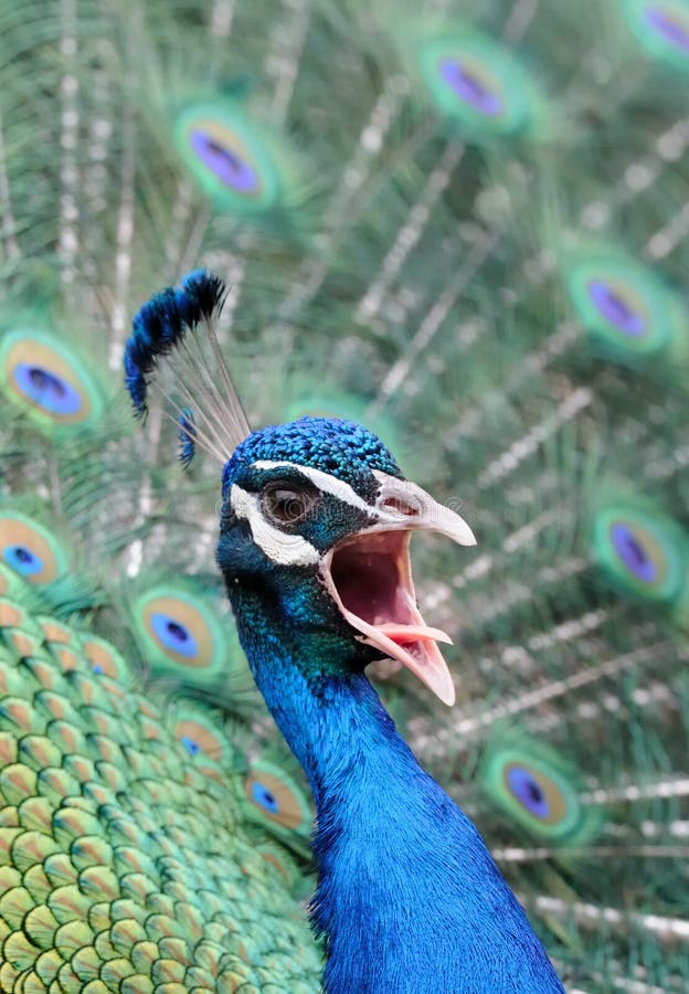 2+ Screaming peacock Free Stock Photos - StockFreeImages