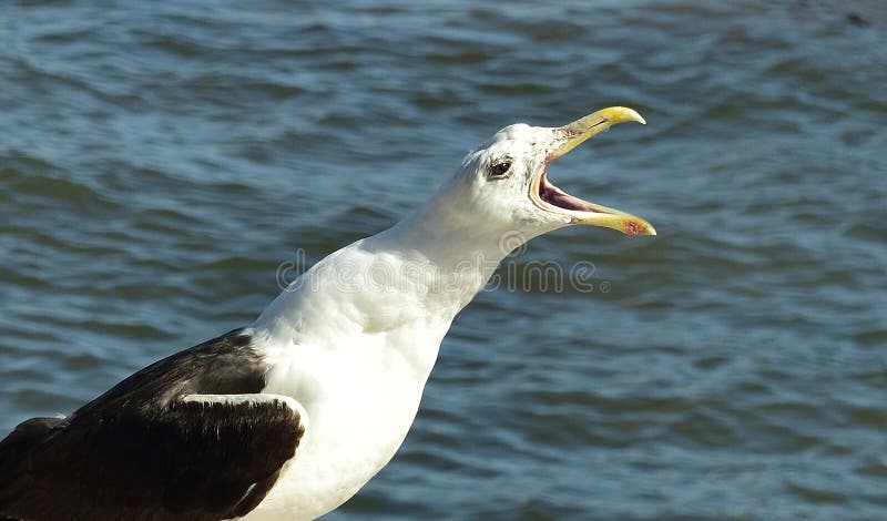 A Screeching Seagull Against the Ocean in the Background Stock Image ...