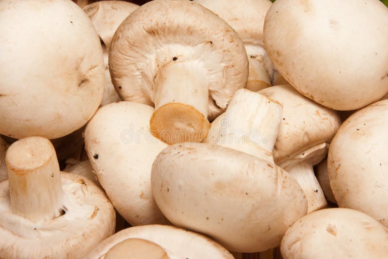 Fresh Mushrooms from Supermarket Stock Photo - Image of mall, fresh ...