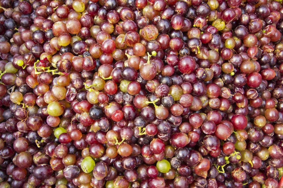 Screening of grape waste stock photo. Image of vine, leaf - 28376652