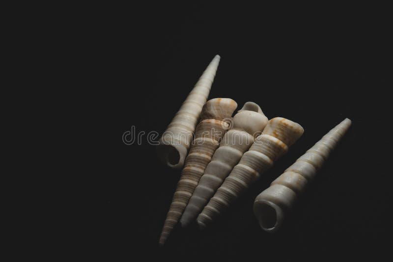 Cone Shaped Sea Shell Macro Close Up Stock Photo - Image of animal ...