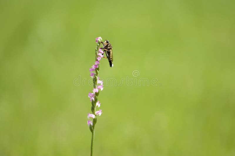 Promachus Yesonicus. Diptera Asilidae Insect Stock Image - Image of ...