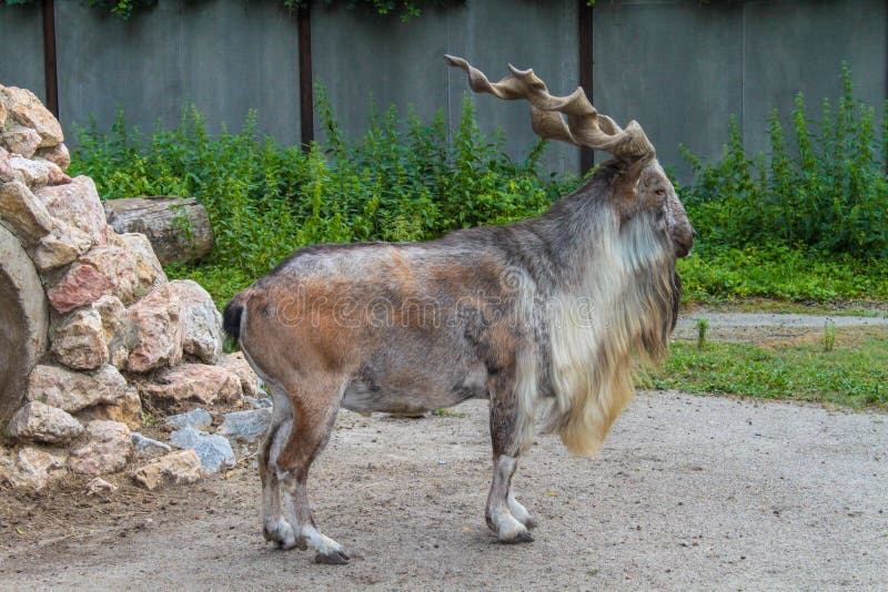 Screw-horned goat stock photo. Image of wildlife, farm - 68840626