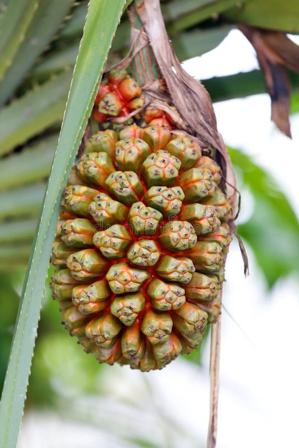 Pine Fruit in Middle of Forest Stock Image - Image of forest, pine ...