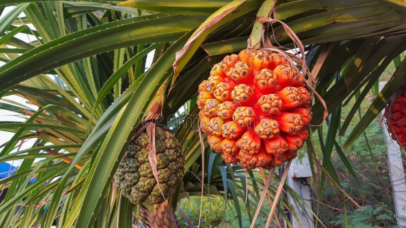 Pine Fruit stock photo. Image of pandanus, ornamental - 76406082
