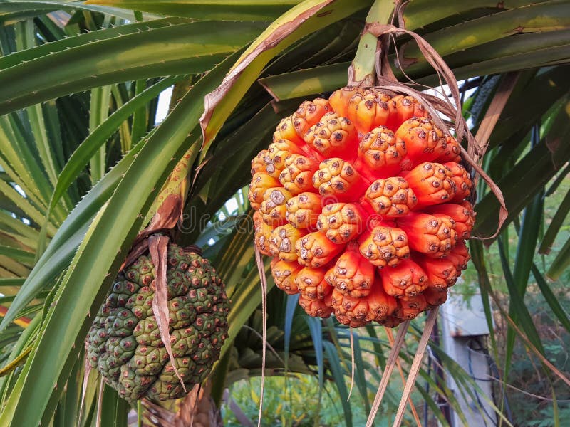 Pine Fruit stock image. Image of pandanus, pine, fruit - 76406249