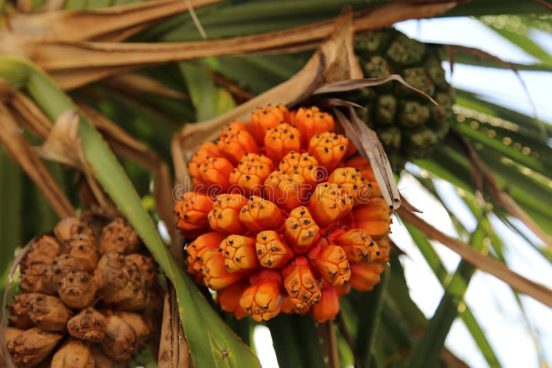 Pine Fruit stock image. Image of mangroves, medicinal - 75055563