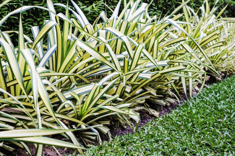 Pine or Pandanus Sanderi Sander in the Garden Stock Photo - Image of ...