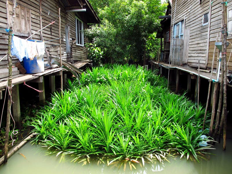 Pine plot. stock photo. Image of river, pine, natural - 43081788