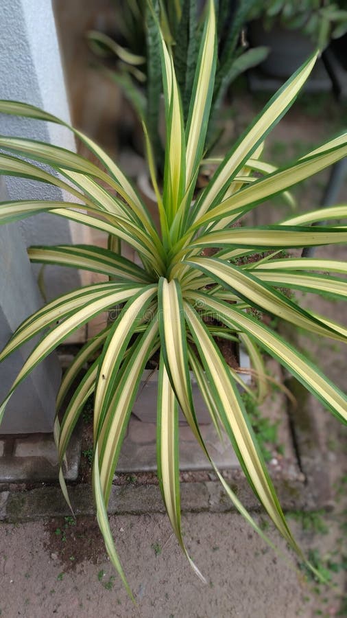 232 Screw Pine Flower Stock Photos - Free & Royalty-Free Stock Photos ...