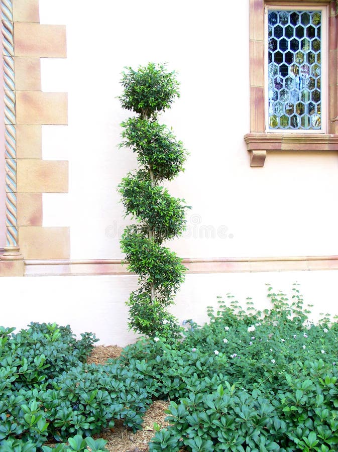 Screw Tree Picture. Image: 19020