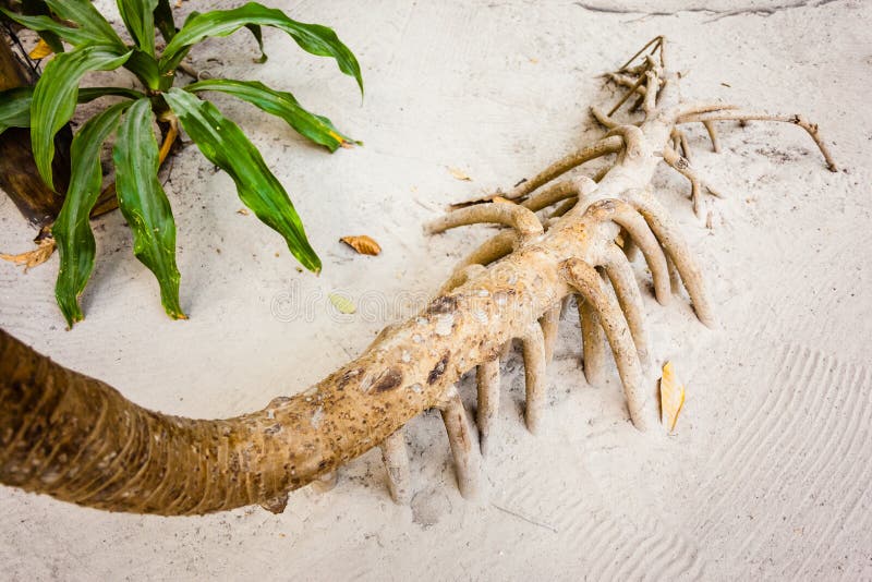 Screwpine roots stock image. Image of asia, monocot, natural - 55126353