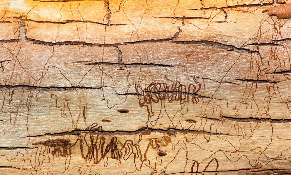 Scribble tree bark texture stock image. Image of bark - 38622625