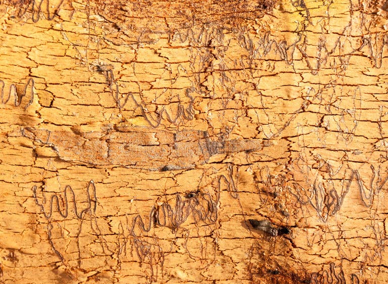 Scribble tree bark texture stock photo. Image of firewood - 38622710