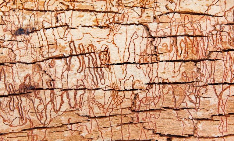 Scribble tree bark texture stock image. Image of aging - 38909411