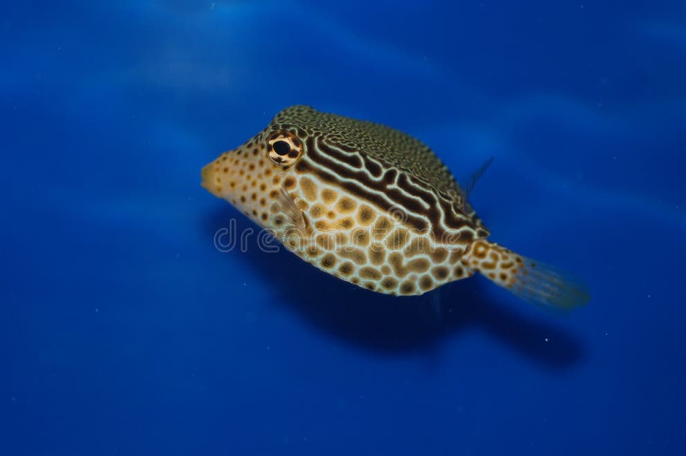 Scribbled Boxfish, Reticulate Boxfish - Ostracion Solorensis Stock Image - Image of marine ...
