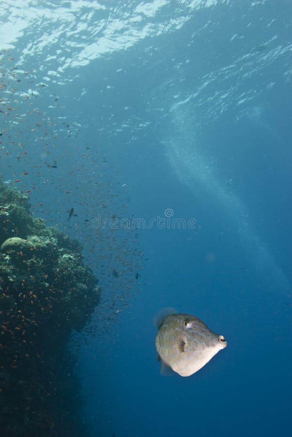 Scribbled Filefish with Blue Background. Stock Photo - Image of shallow ...