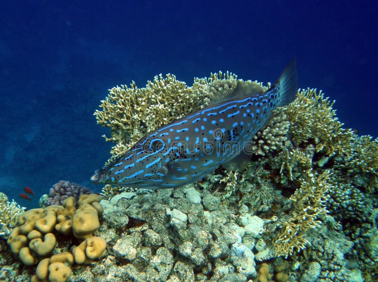 755 Filefish Stock Photos - Free & Royalty-Free Stock Photos from ...