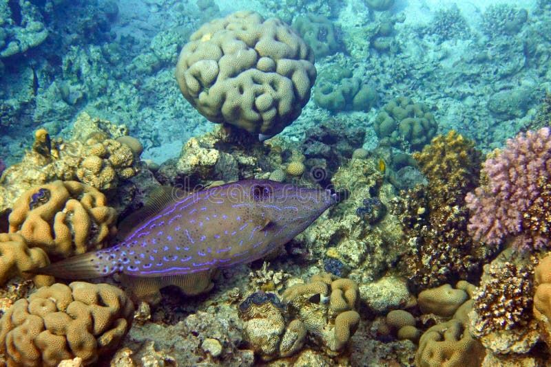 Scribbled Filefish or Scrawled Filefish - Aluterus Scriptus on Coral ...