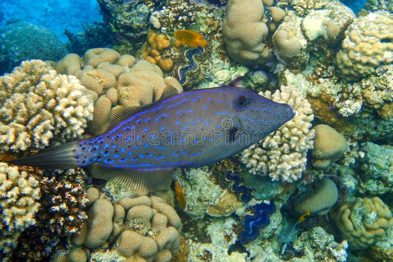 Scribbled Filefish or Scrawled Filefish - Aluterus Scriptus on Coral ...