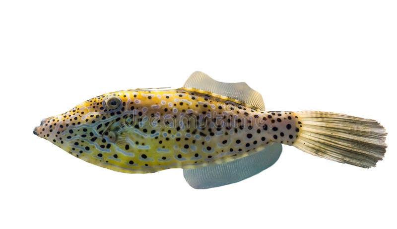 Scribbled Leatherjacket Filefish (Aluterus Scriptus) Isolated on White ...