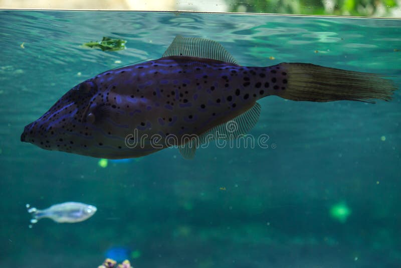 Scribbled Leatherjacket Filefish Aluterus Scriptus Stock Photo - Image ...