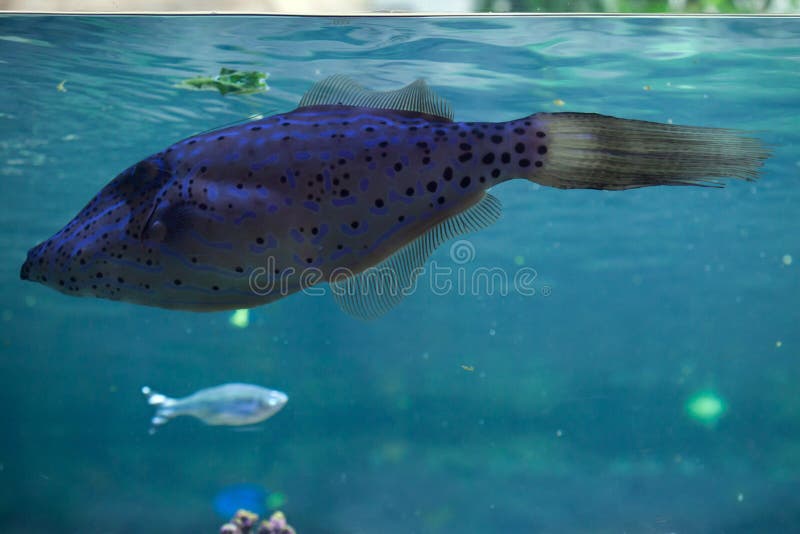 Scribbled Leatherjacket Filefish (Aluterus Scriptus). Stock Photo ...