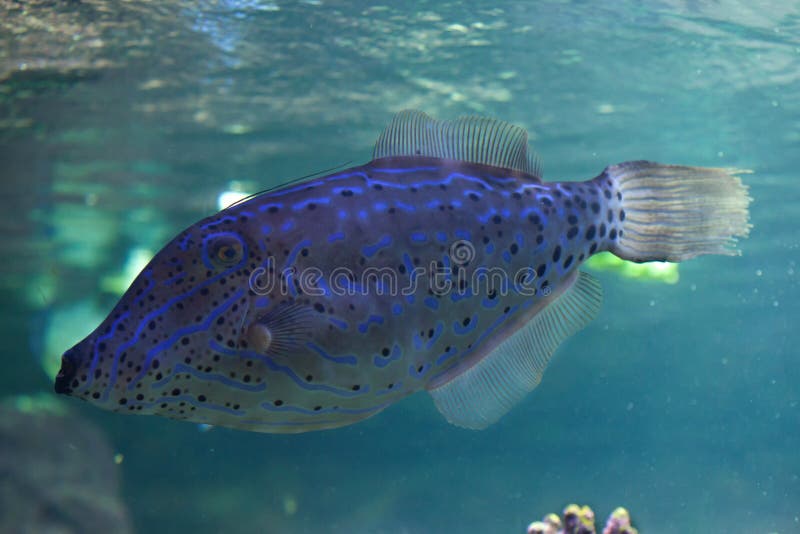Scribbled Leatherjacket Filefish (Aluterus Scriptus). Stock Image ...