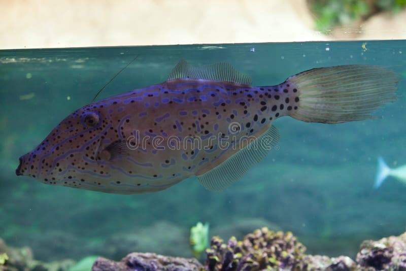Scribbled Leatherjacket Filefish (Aluterus Scriptus). Stock Photo ...