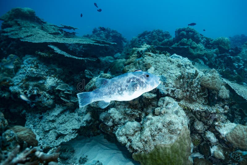 Scribbled Pufferfish Arothron Mappa Stock Image - Image of bony ...