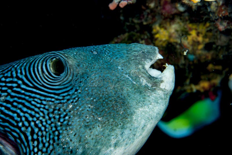 Arothron Mappa - Scirbbled Puffer Fish Stock Image - Image of nature ...
