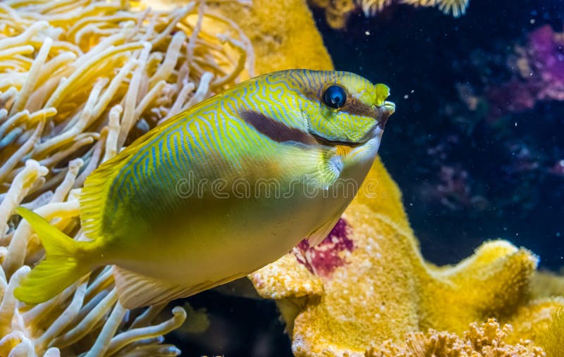 Two Barred Rabbitfish In Aquarium Stock Photo - Image of virgatus ...
