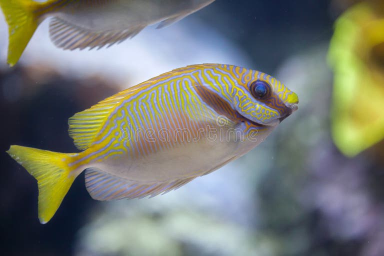 Scribbled Rabbitfish (Siganus Doliatus) Stock Photo - Image of barred ...