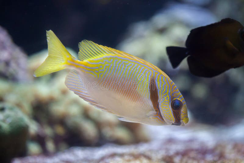 Scribbled Rabbitfish Siganus Doliatus Stock Photo - Image of doliatus ...