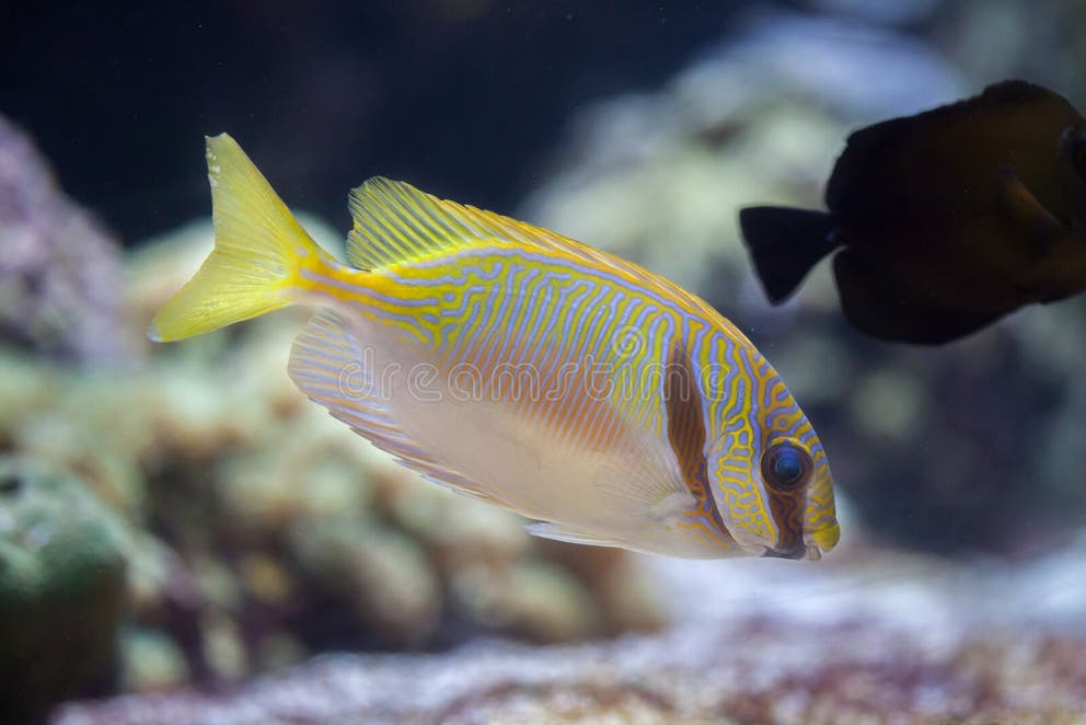 Scribbled Rabbitfish Siganus Doliatus Stock Photo - Image of rabbit ...