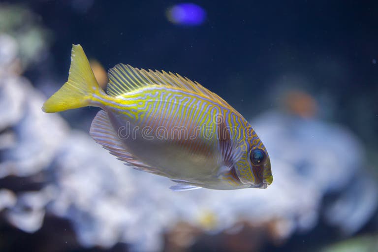 Scribbled Rabbitfish Siganus Doliatus Stock Photo - Image of rabbit ...