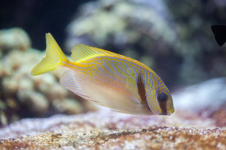 Scribbled Rabbitfish Siganus Doliatus Stock Photo - Image of siganus ...