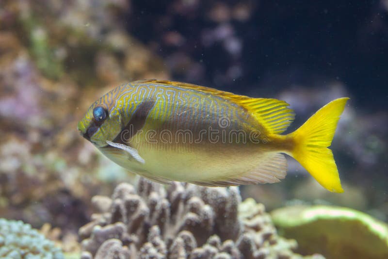 Streaked Spinefoot (rabbit Fish) Stock Photo - Image of life, coral ...