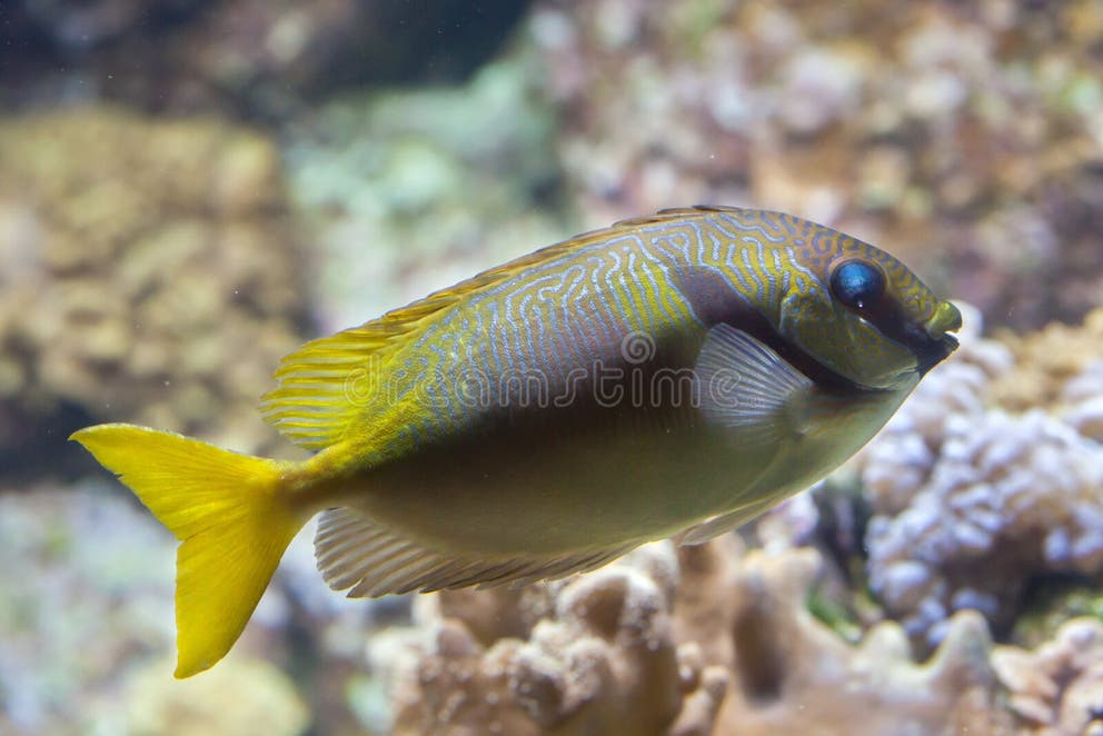 Scribbled Rabbitfish Siganus Doliatus Stock Photo - Image of rabbit ...
