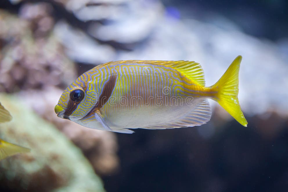 Scribbled Rabbitfish Siganus Doliatus Stock Image - Image of blue ...