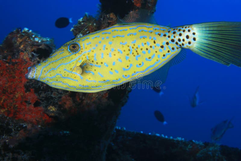 Raw Leatherjacket, Ocean Jacket or Skipjack Fish Stock Image - Image of ...