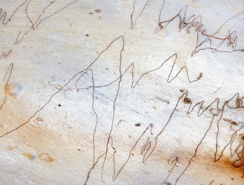 Scribbly bark stock image. Image of host, leave, patterns - 228393733