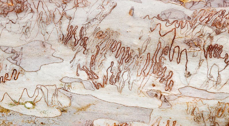 Scribbly bark stock image. Image of effect, color, scribbly - 228393909